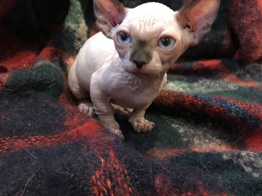 Котёнок Двельф морщины Голубоглазый