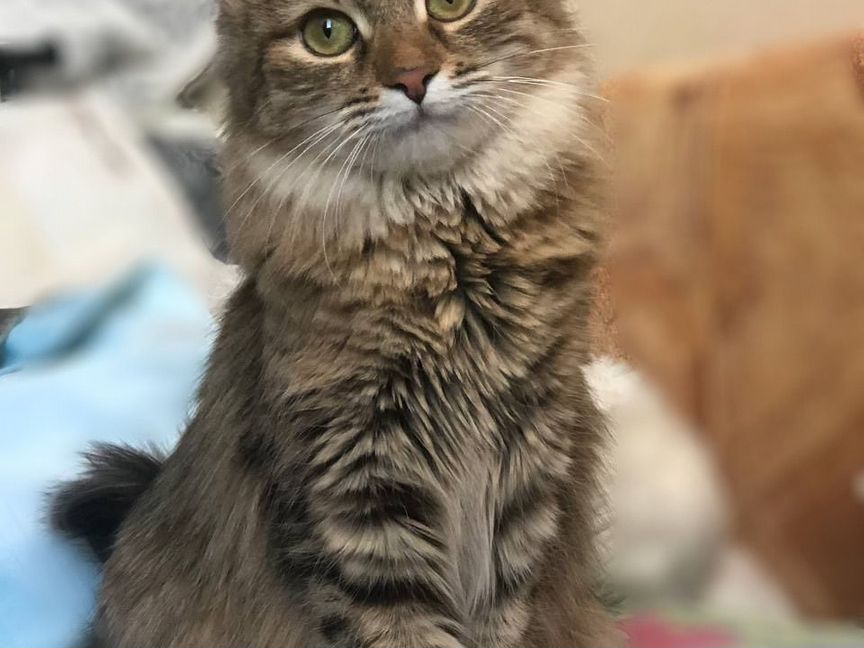 Отдам бесплатно породистую кошку