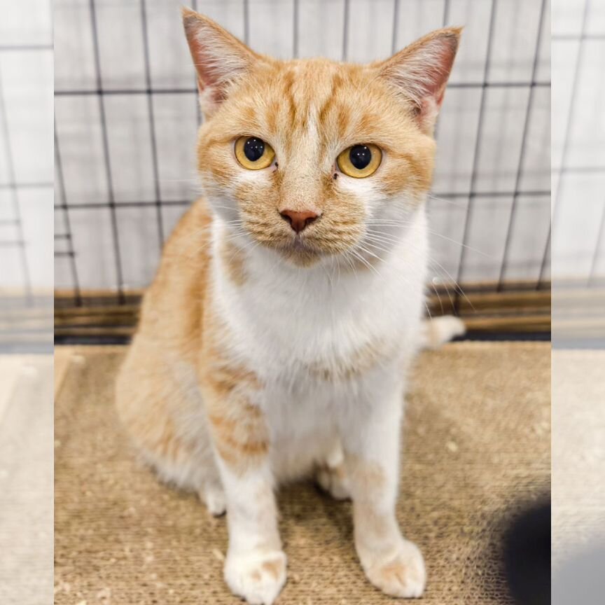 Взрослая, Девочка кошка в добрые руки