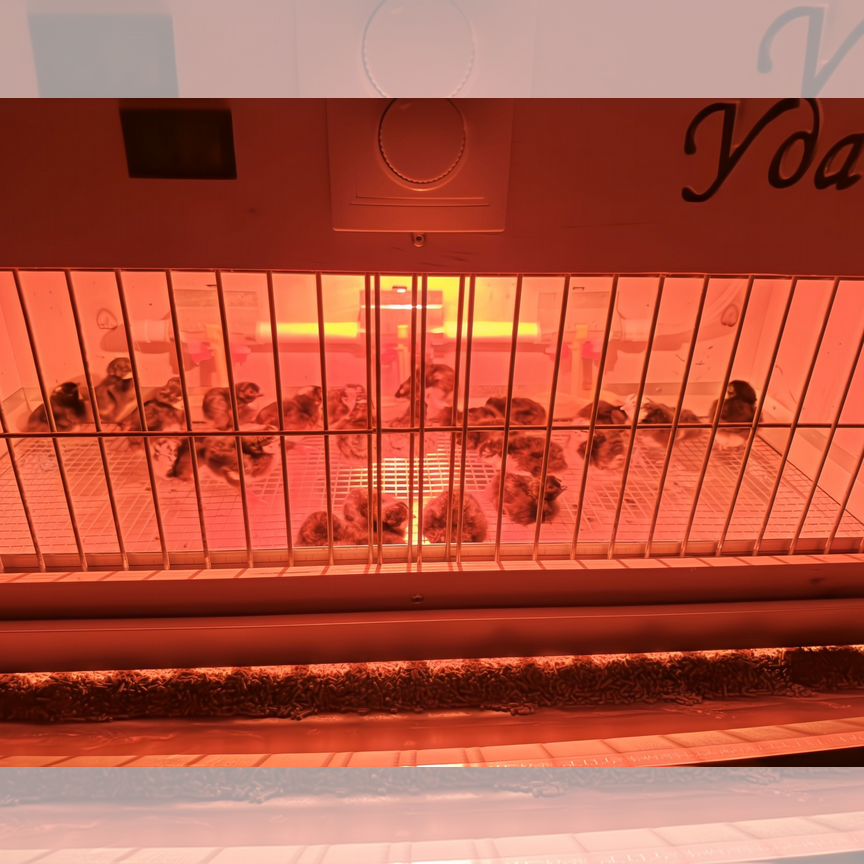 Продам цыплят