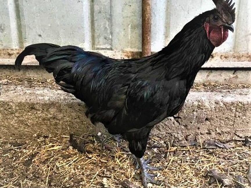 Продам петуха