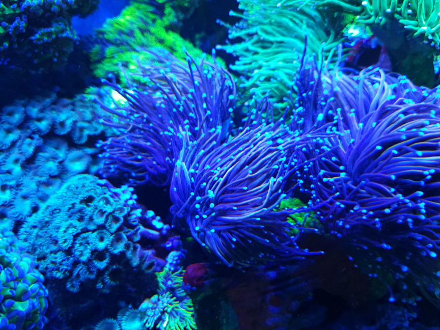 Морские кораллы