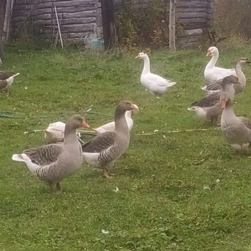 Гуси и утки