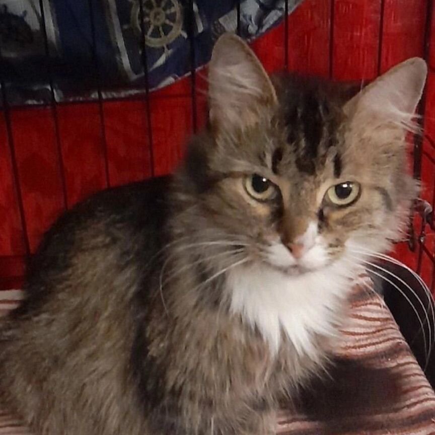 Молодой кошечке нужен дом