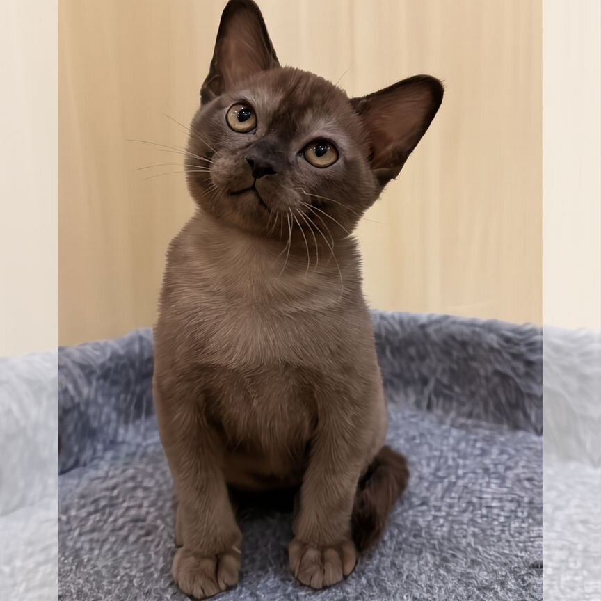 Европейский бурманский котёнок