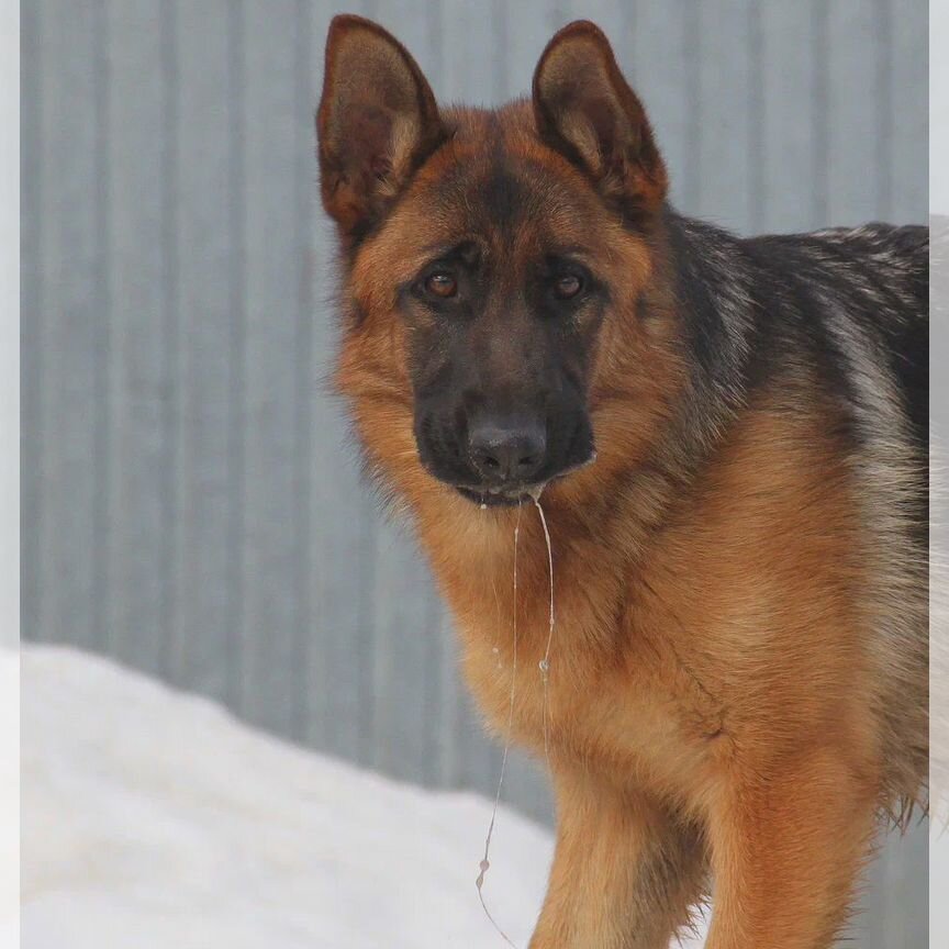 Немецкая овчарка, щенок