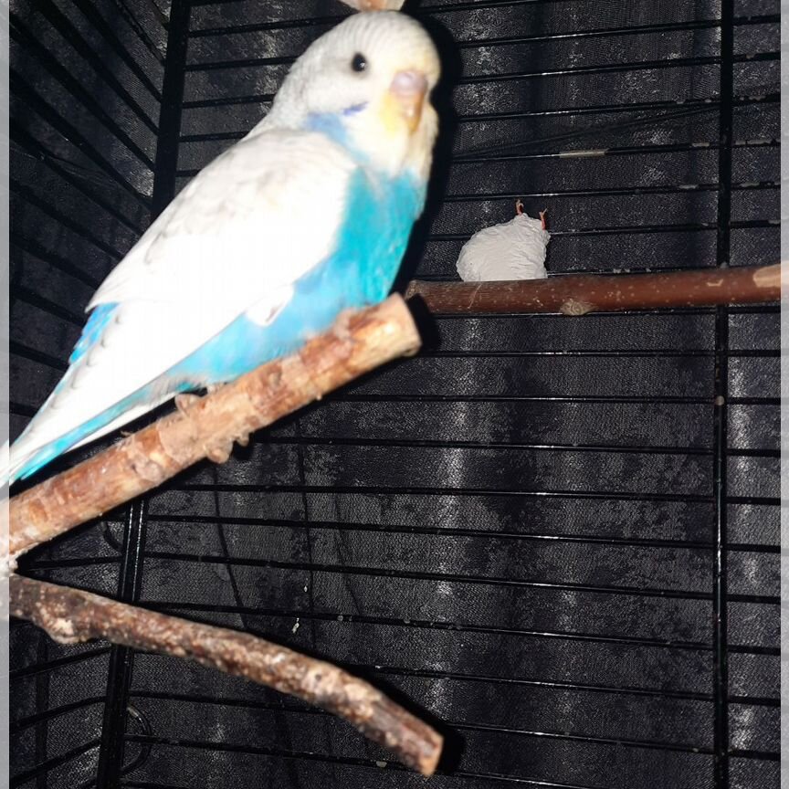 Птенцы волнистого попугая