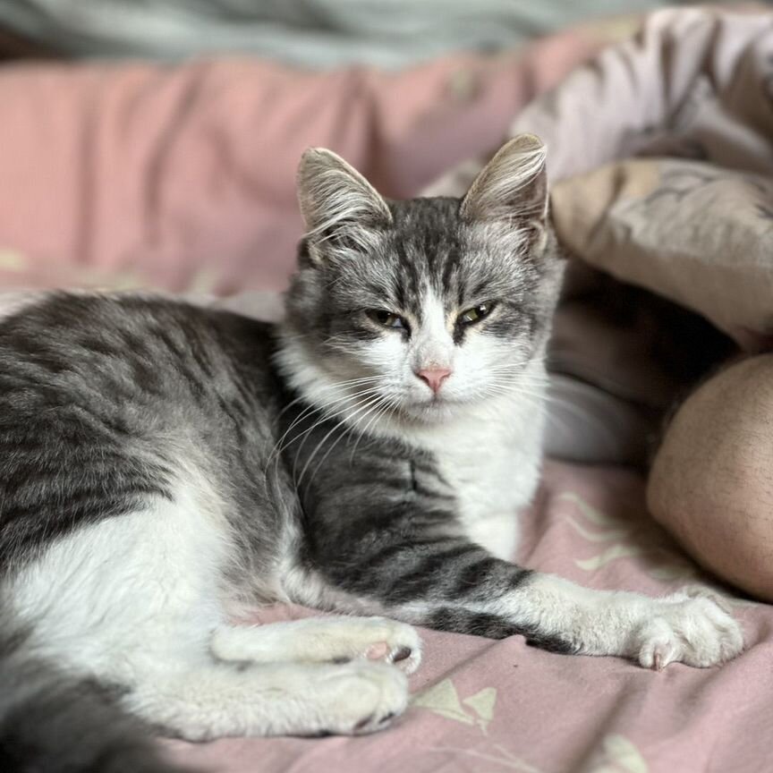 Бездомные кошки