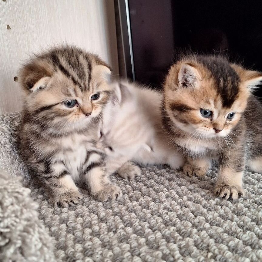 Шотландские вислоухие котята