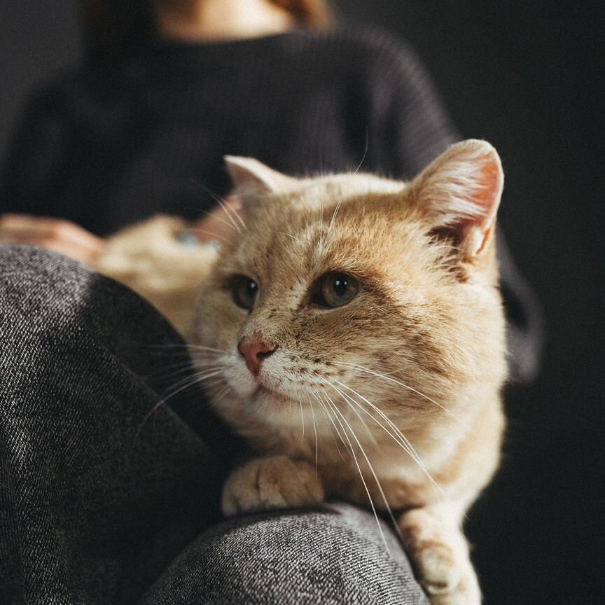 Котик рыжий персиковый