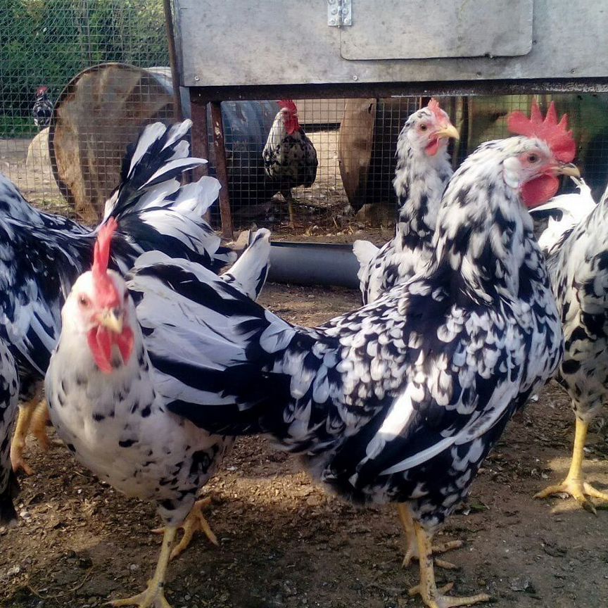 Куры и петухи леггорн далматинец