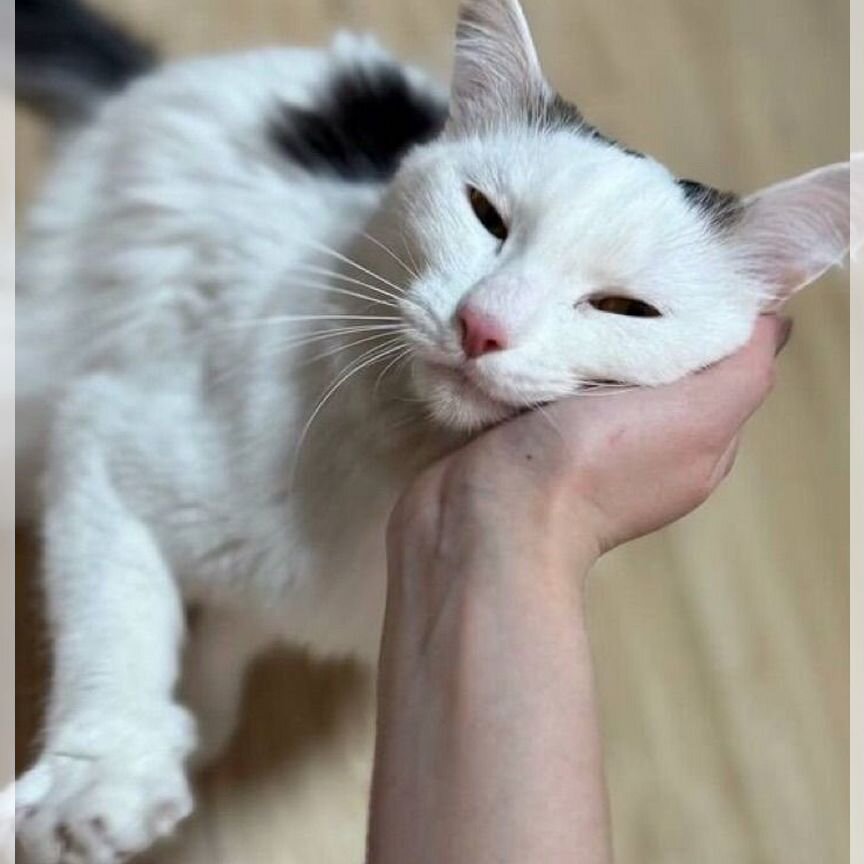 Взрослая, кошка в добрые руки