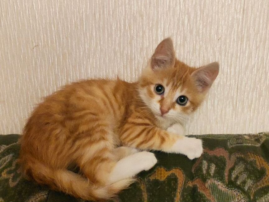 Рыжий котенок мальчик
