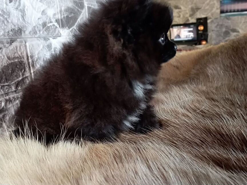 Угольки помчи