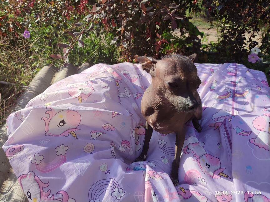 Собака Мексиканская голая