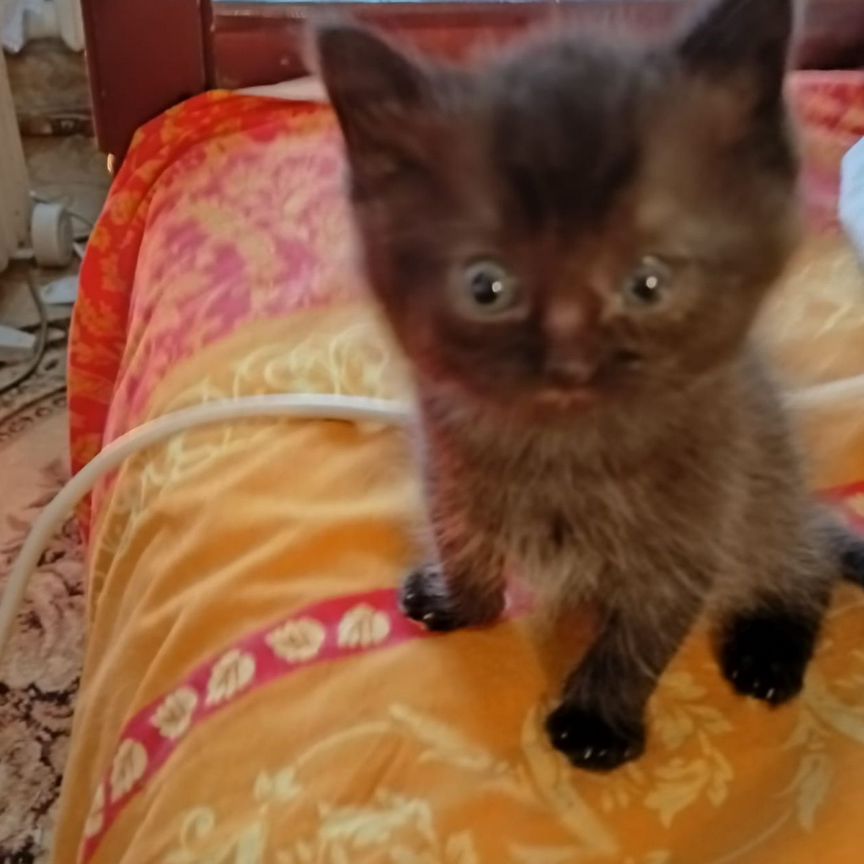 Котëнок в хорошие руки