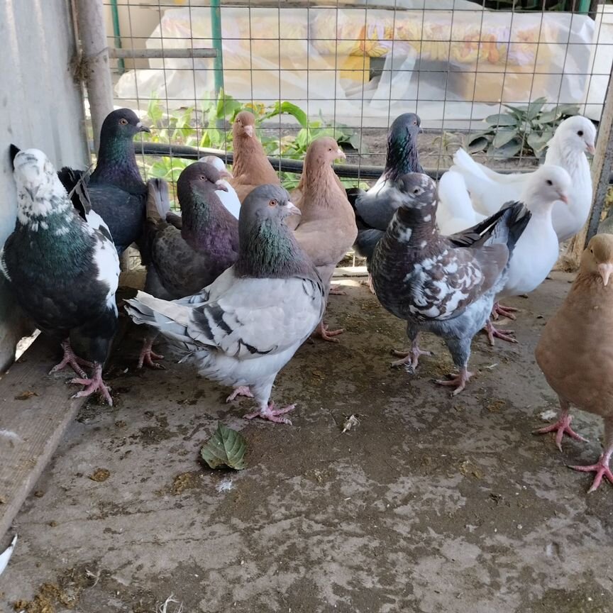 Голуби кинги