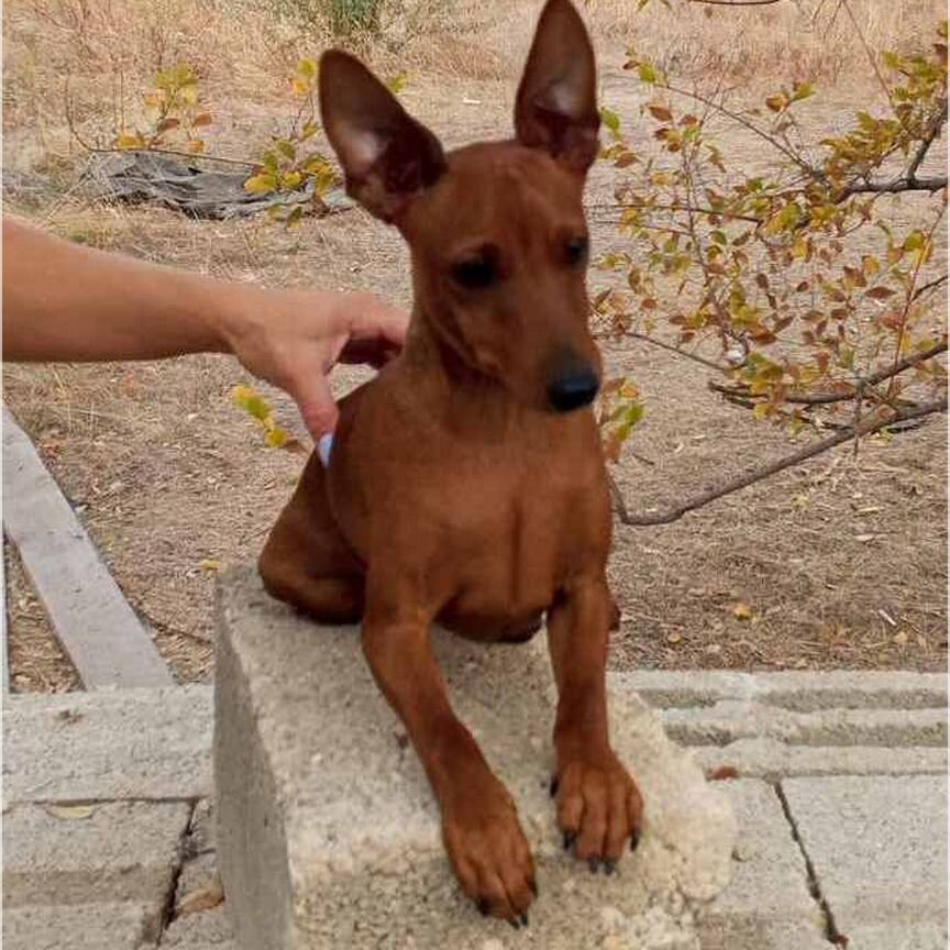 Щенок цвергпинчера, окрас олений