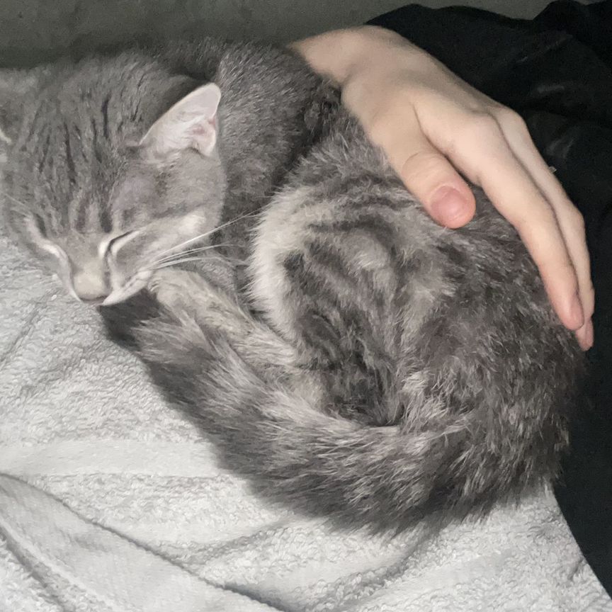 Котёнок в добрые руки