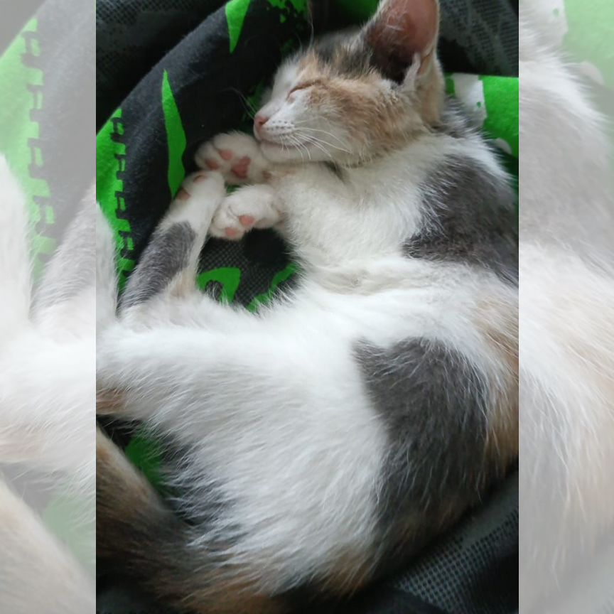Отдам котенка в добрые руки
