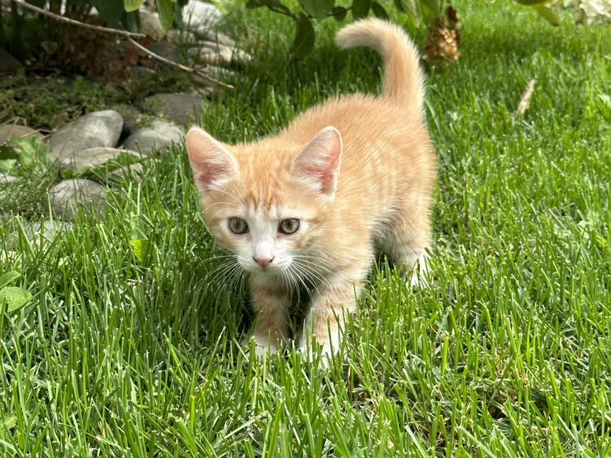 Котята в добрые руки