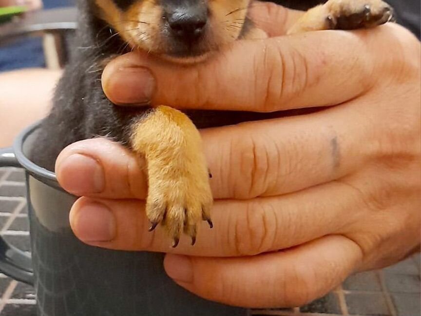 Мини той-терьер