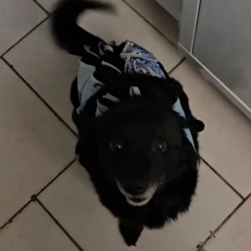 Взрослая собака в добрые руки