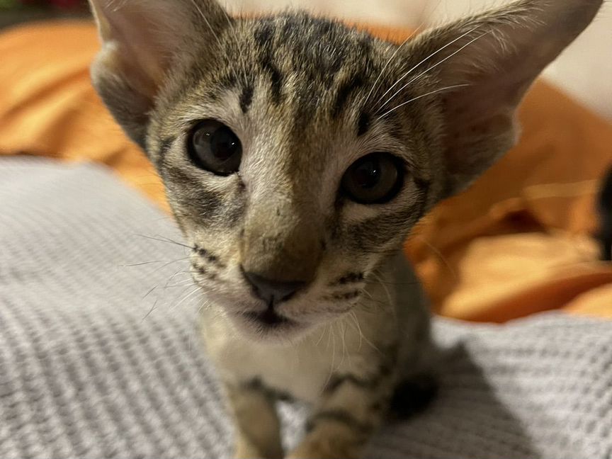 Ориентальная кошка