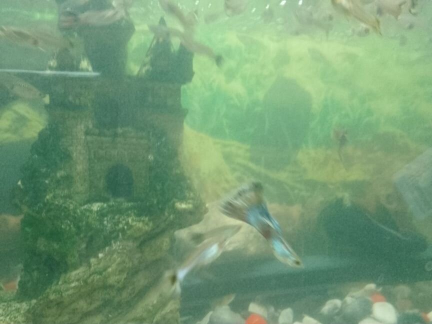 Аквариумные рыбки гуппи