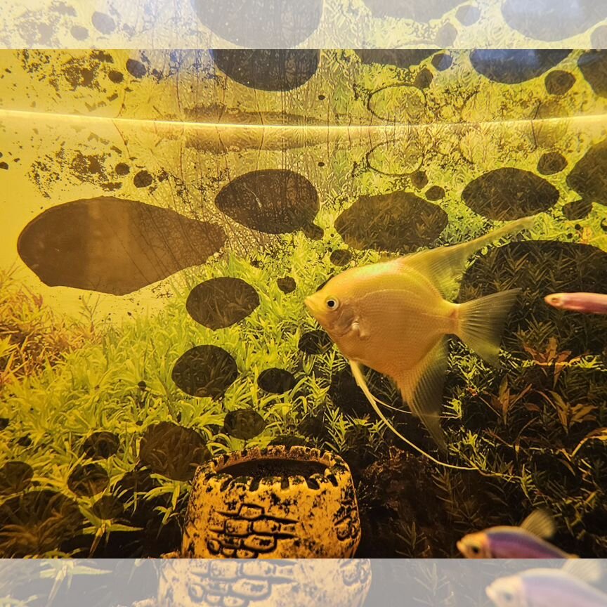 Серебристая скалярия