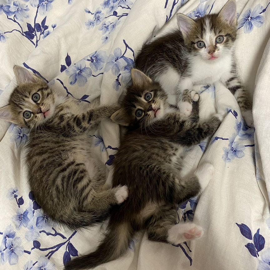 Котята в добрые руки