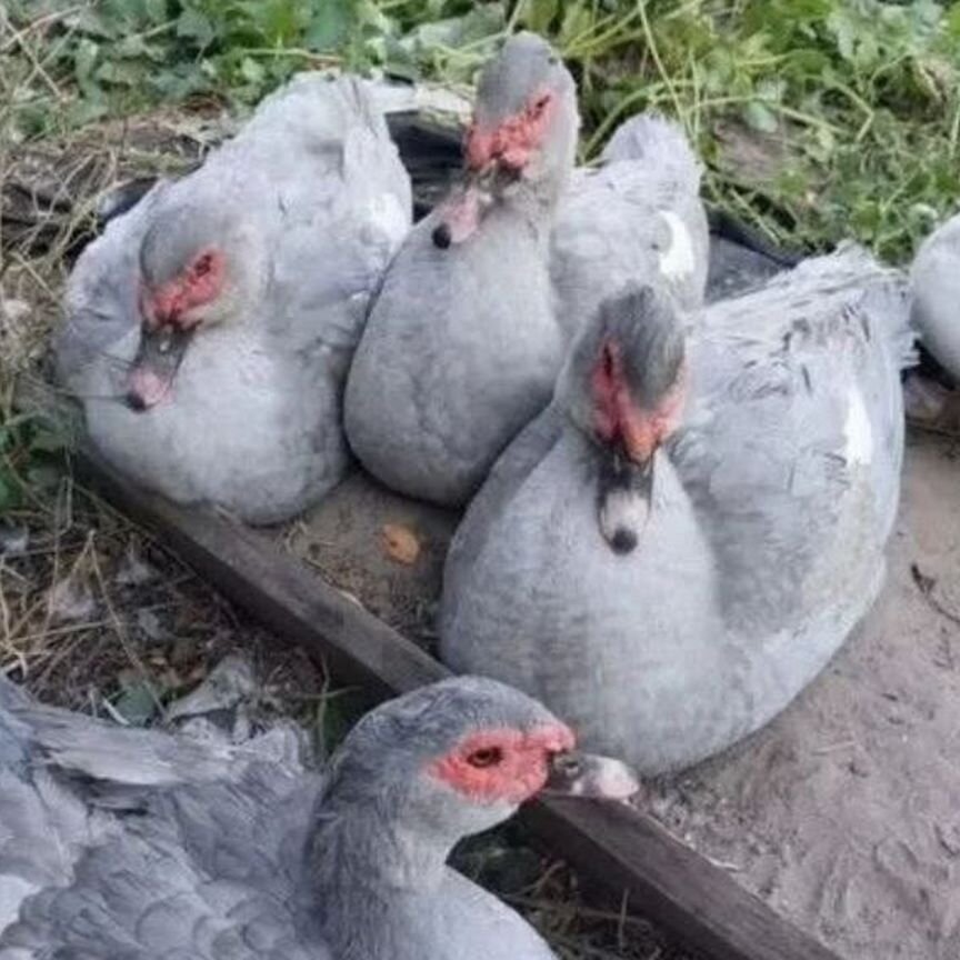 Инкубационное яйцо мускусных уток