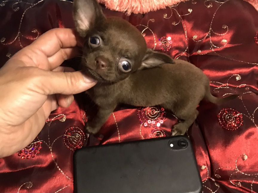 Чихуахуа мини Красавчик