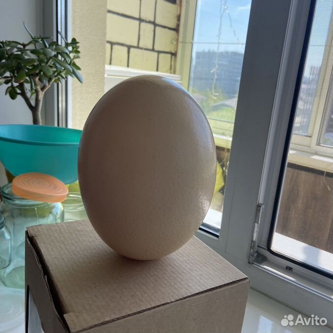 Скорлупа яйца страуса