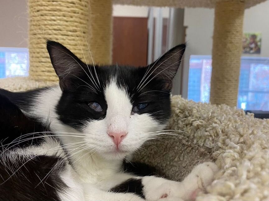 Грустная кошка живёт год в приюте