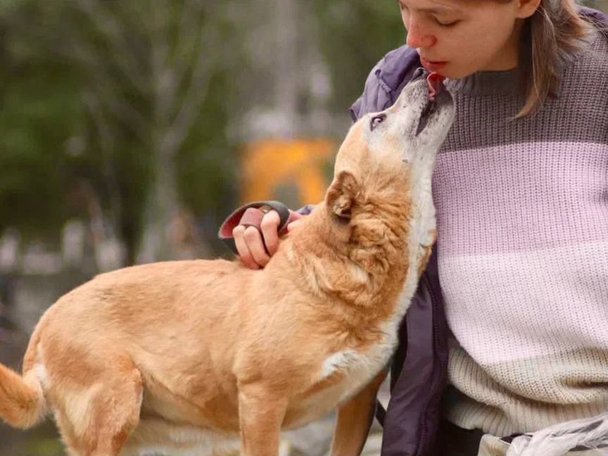 Собачка Соня в добрые руки