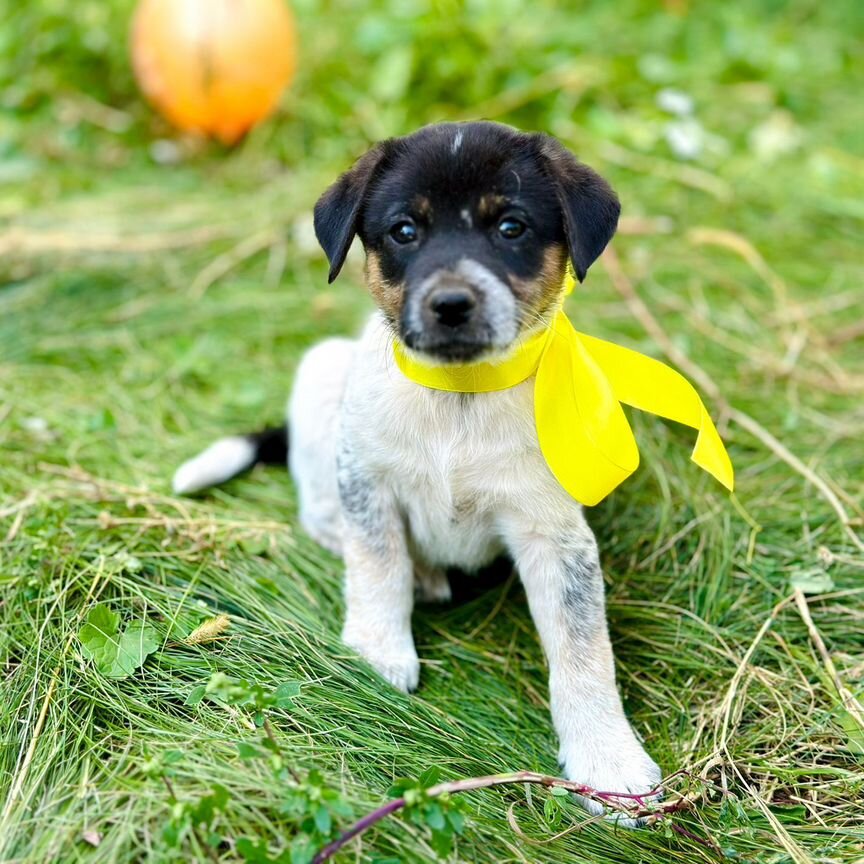 Щенок в добрые руки бесплатно