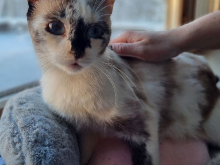 Красивая кошка с голубыми глазами