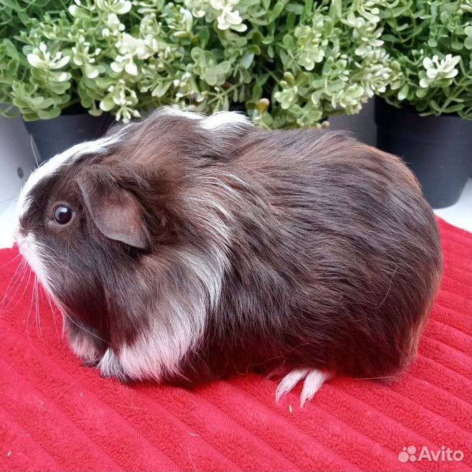 Шелти, длинношерстная морская свинка