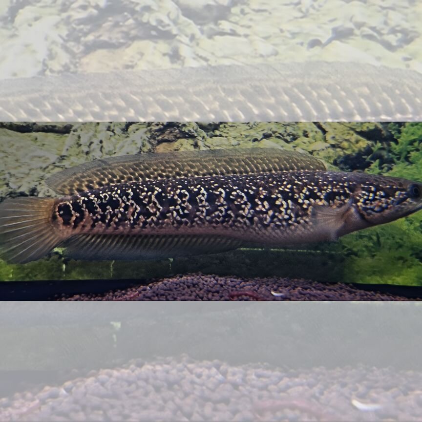 Змееголов Азиатика RS