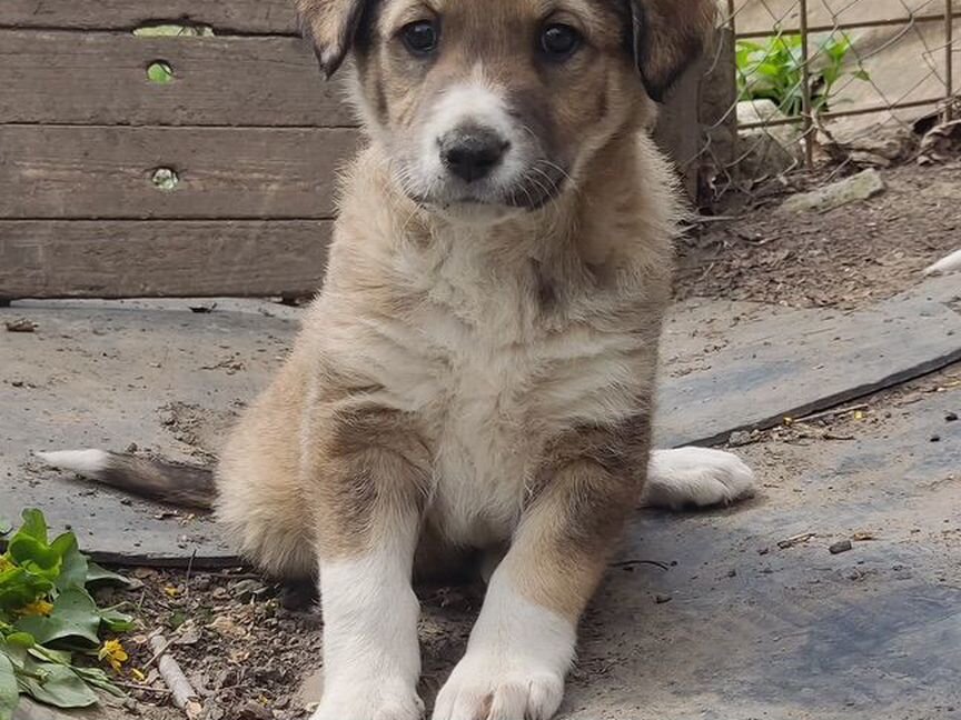 Щенок в добрые руки