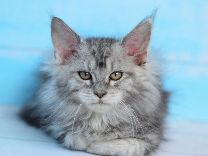 Котёнок Мейн-Кун