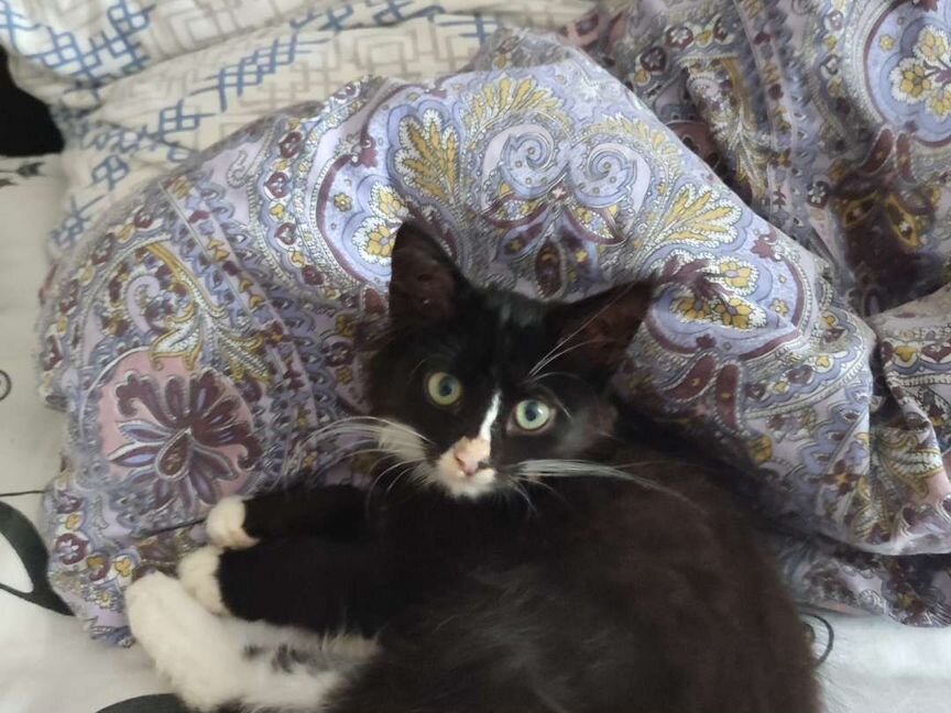 Отдам кота в добрые руки