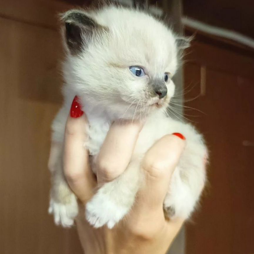 Бесплатно котенок кот мальчик девочка