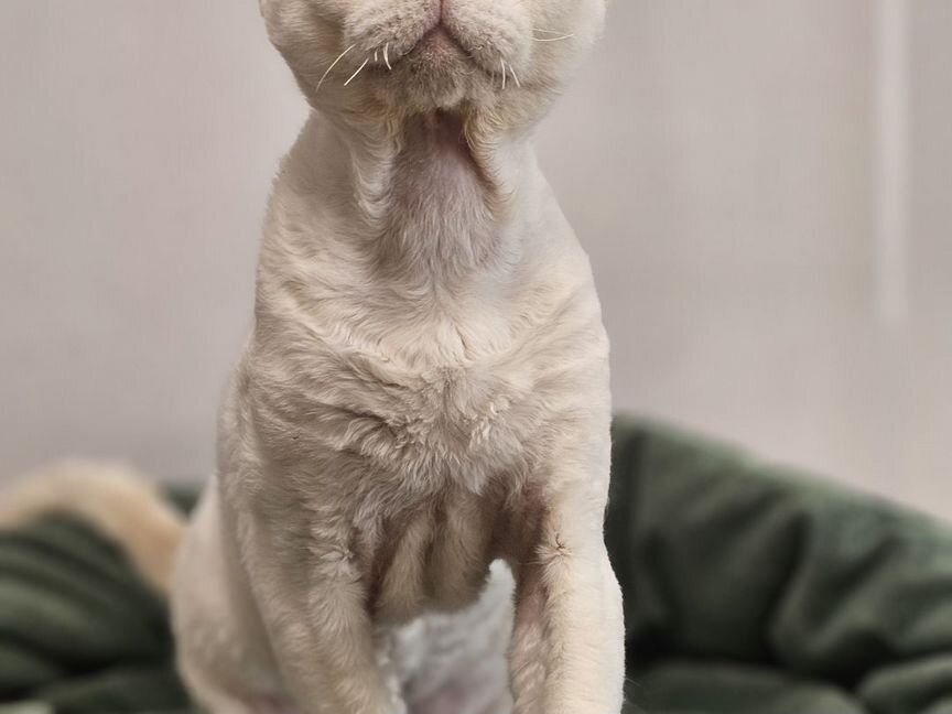 Котята девон-рекс