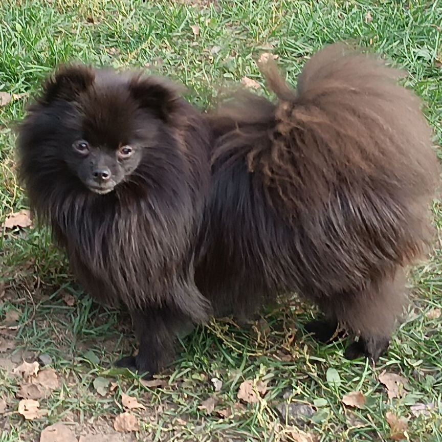 Девочки миниатюрного шпица, черного окраса.В дар