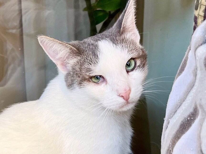Необычный котик Пломбир в самые добрые руки