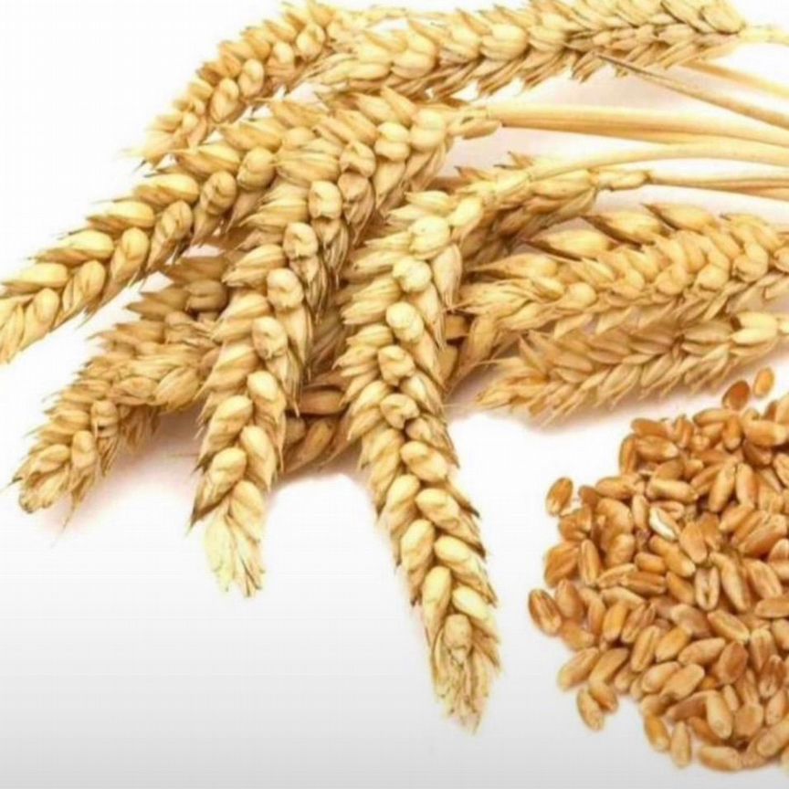 Пшеница фураж - НДС и без НДС