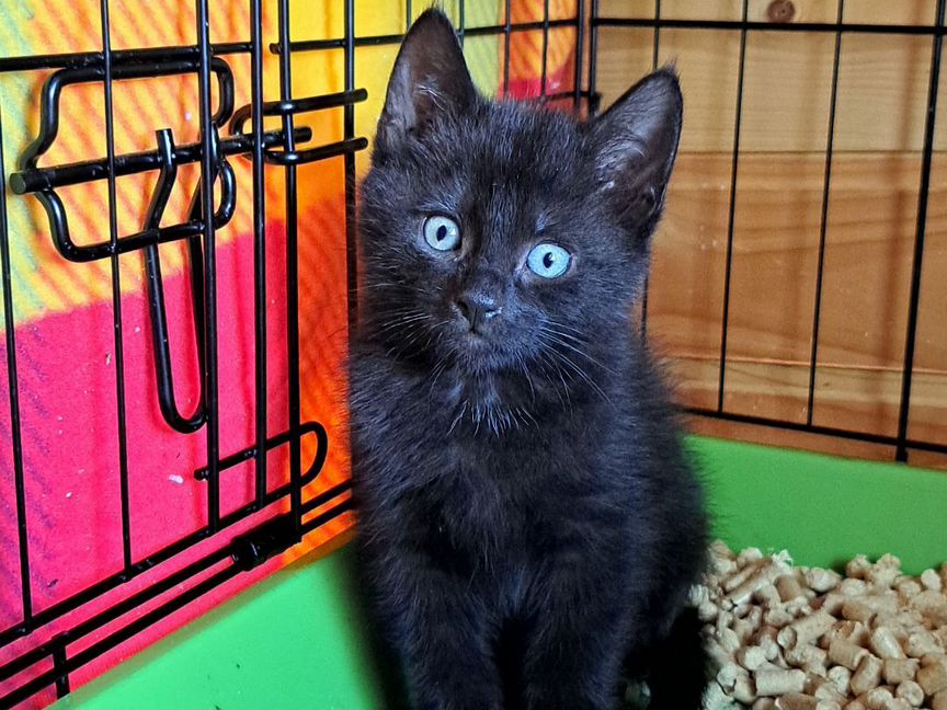 Очень ласковый котенок мальчик в добрые руки