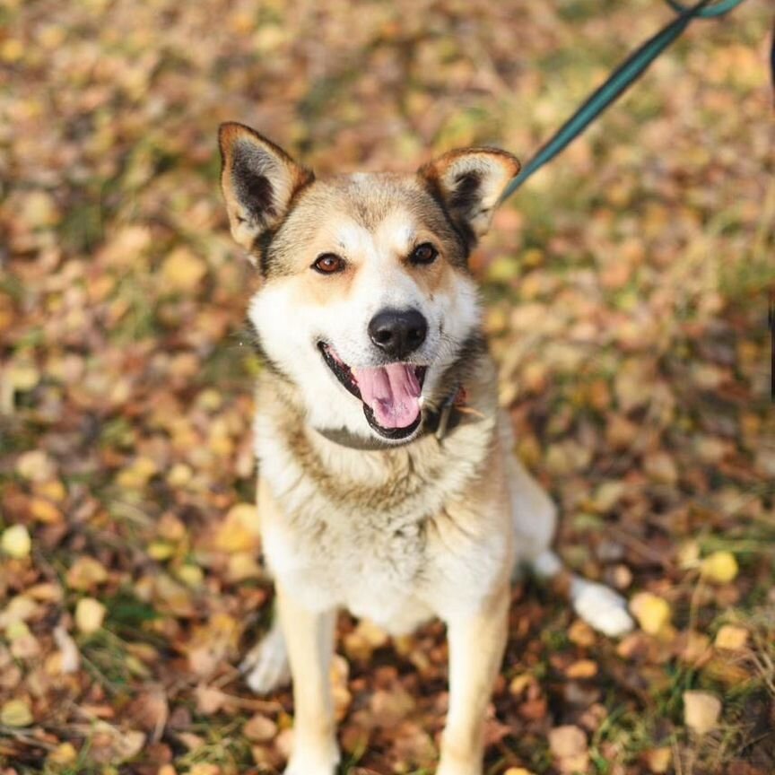 Умный Джек ищет дом